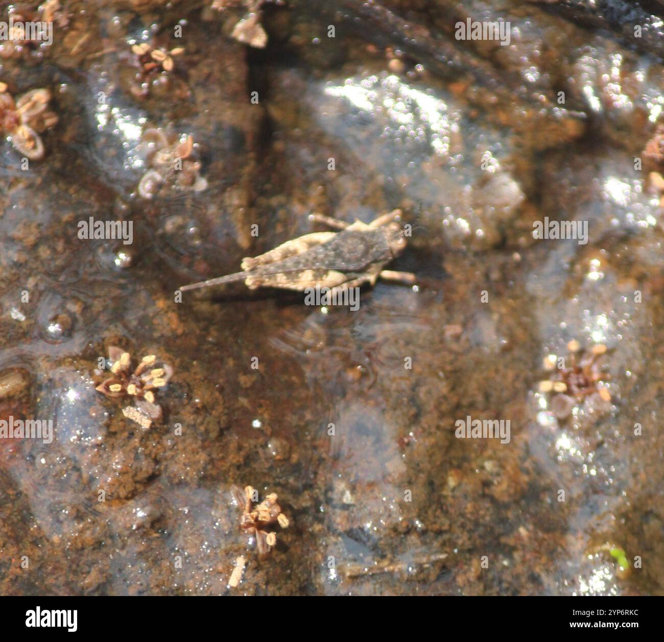 Pygmy Grasshoppers (Tetrigidae Stock Photo - Alamy