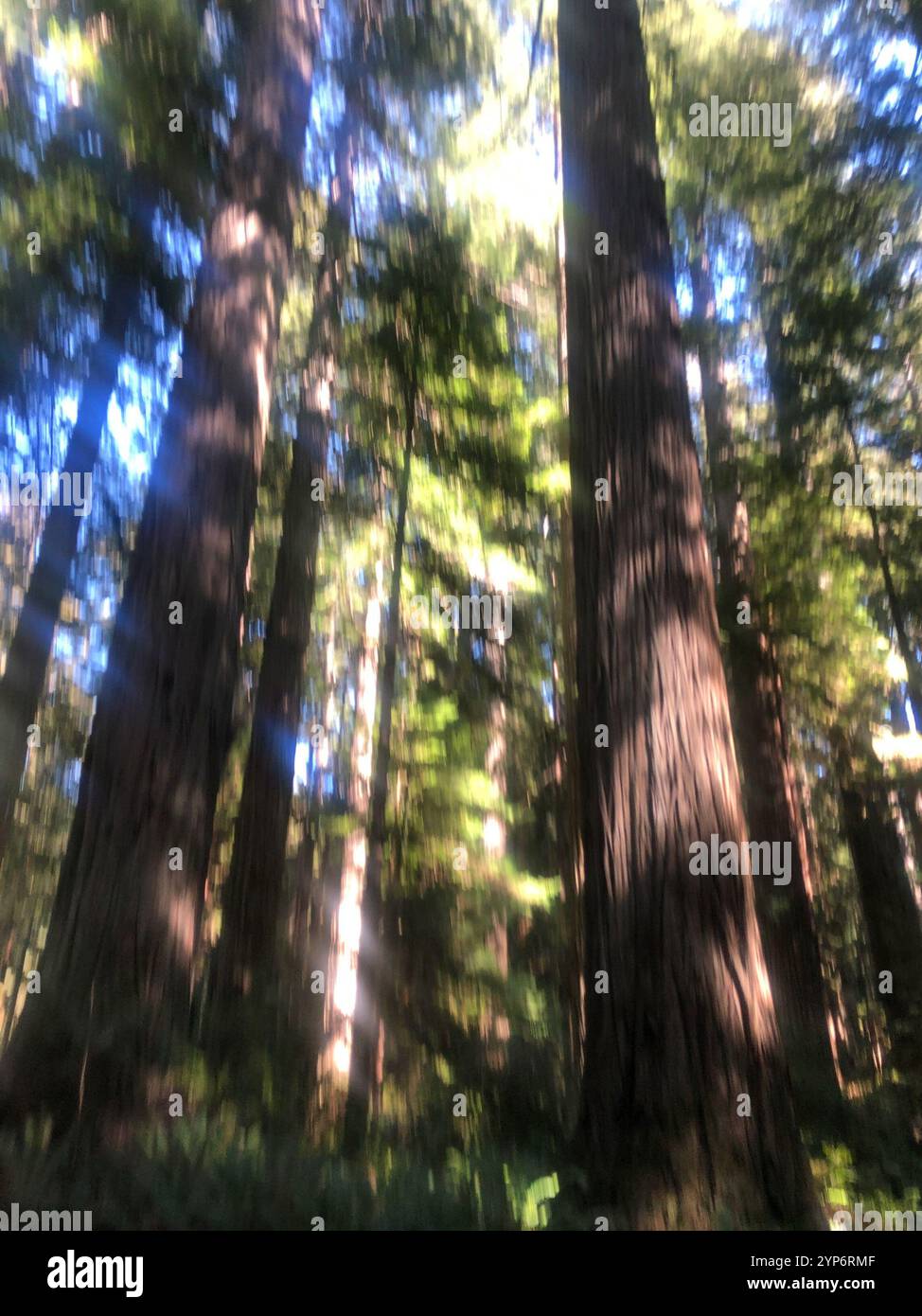coast redwood (Sequoia sempervirens Stock Photo - Alamy