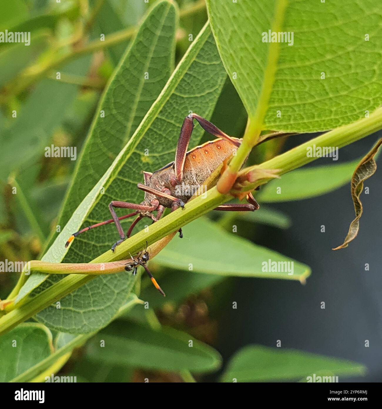 Crusader Bug (Mictis profana Stock Photo - Alamy
