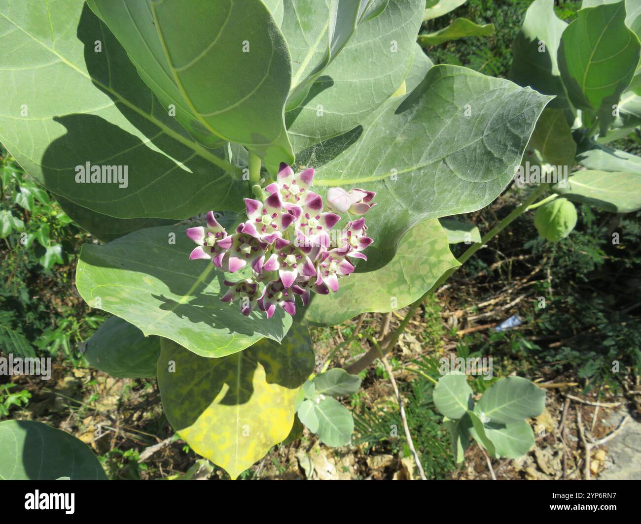 giant milkweed (Calotropis procera Stock Photo - Alamy