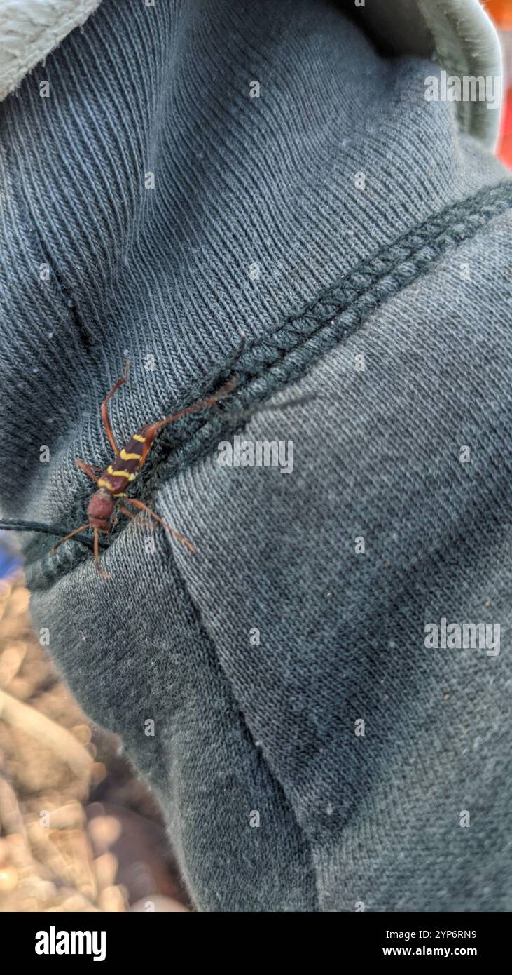 Red-headed Ash Borer (Neoclytus acuminatus Stock Photo - Alamy