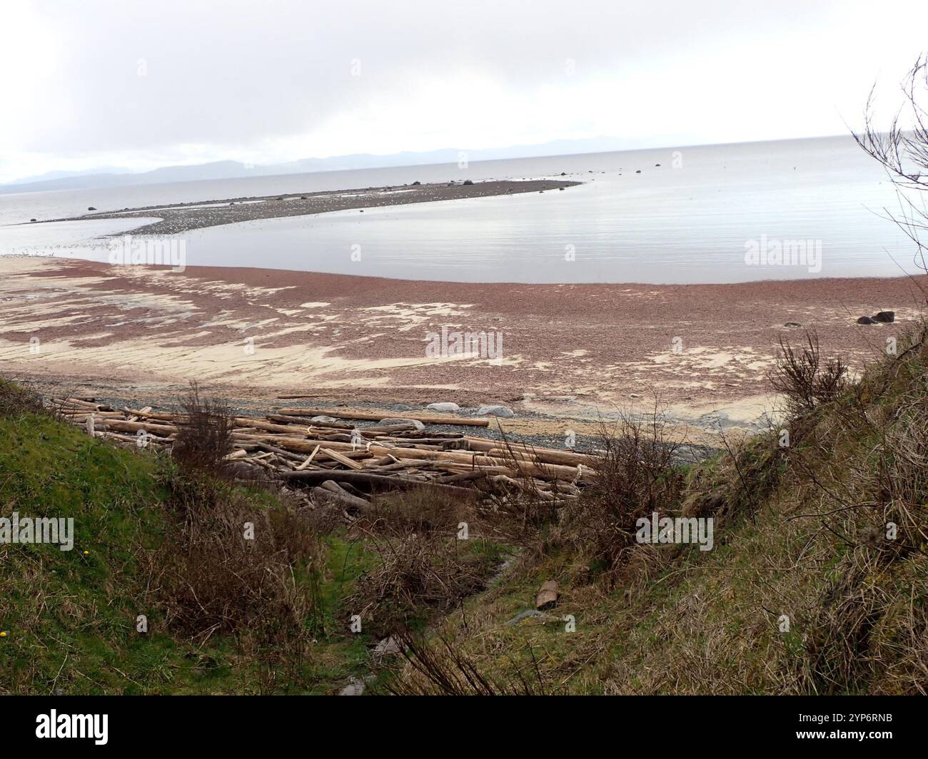 Pacific Herring (Clupea pallasii Stock Photo - Alamy