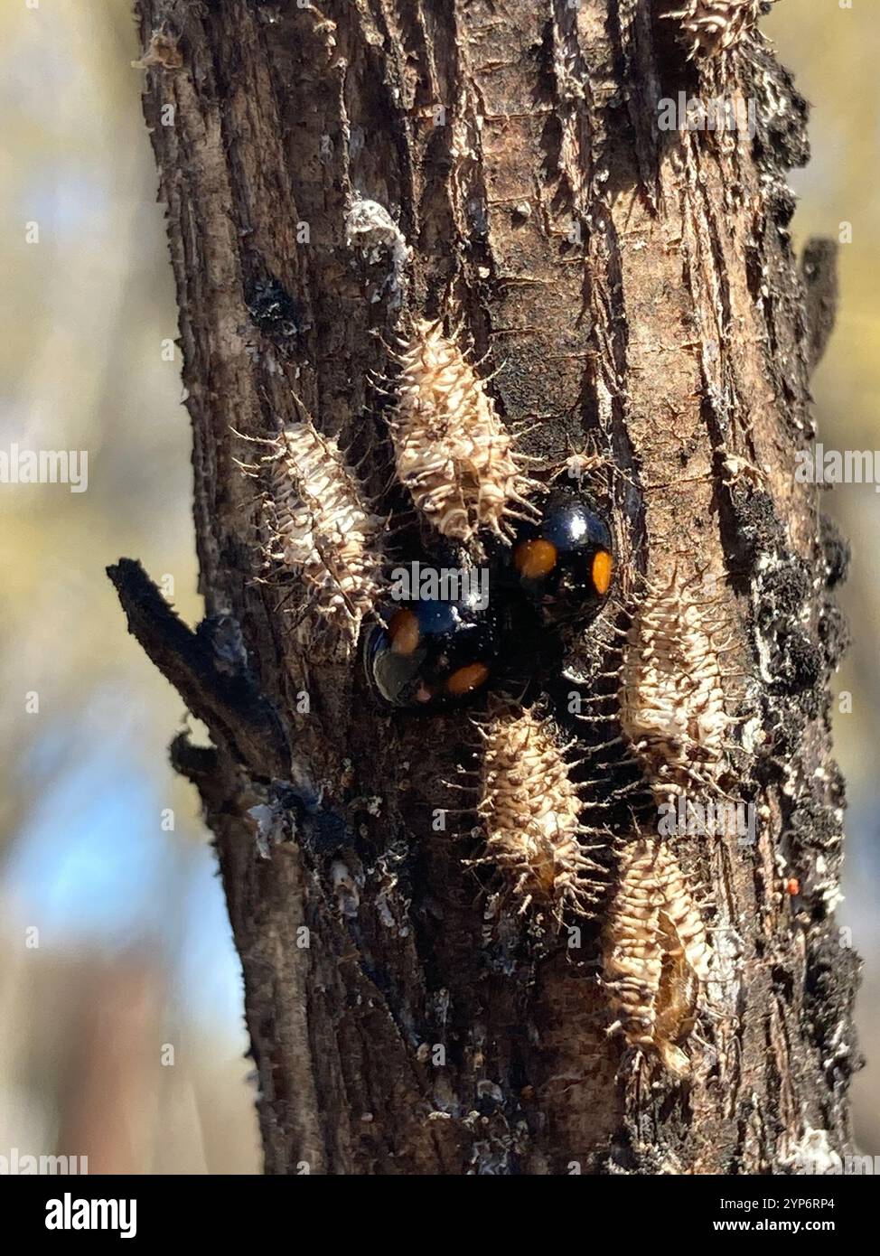 Twice-stabbed Lady Beetles (Chilocorus Stock Photo - Alamy