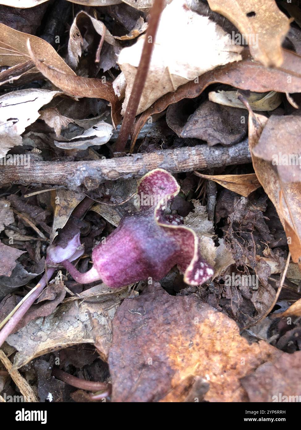 little heartleaf (Asarum minus Stock Photo - Alamy