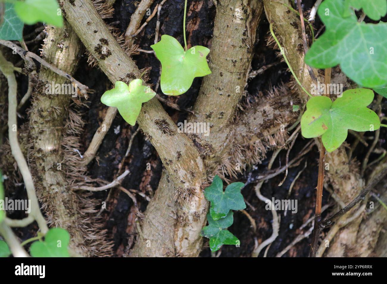 Atlantic Ivy (Hedera hibernica Stock Photo - Alamy