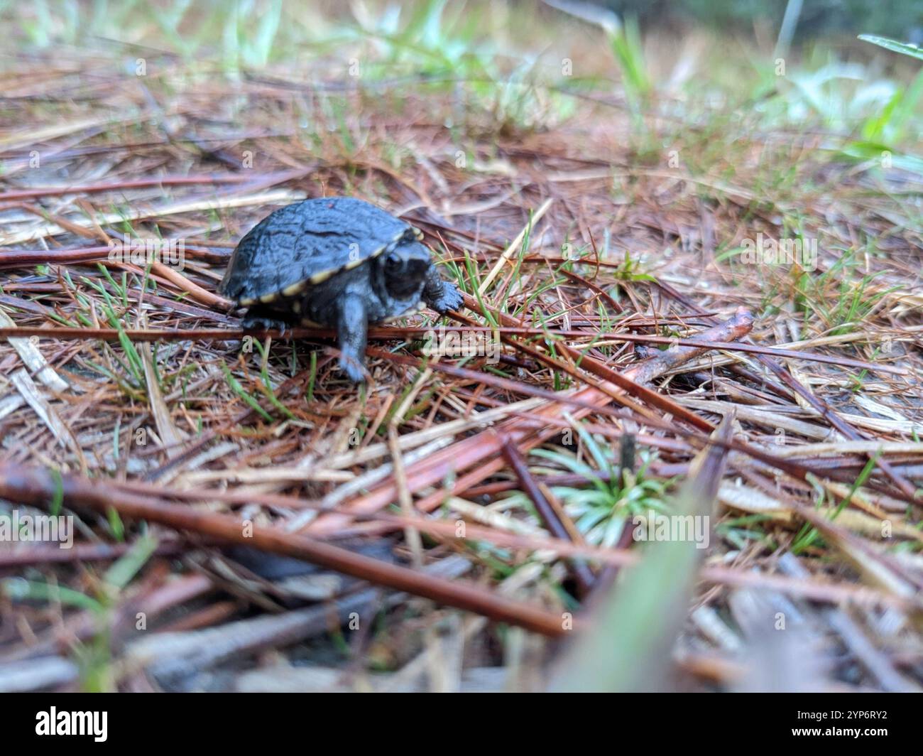 Striped Mud Turtle (Kinosternon baurii Stock Photo - Alamy