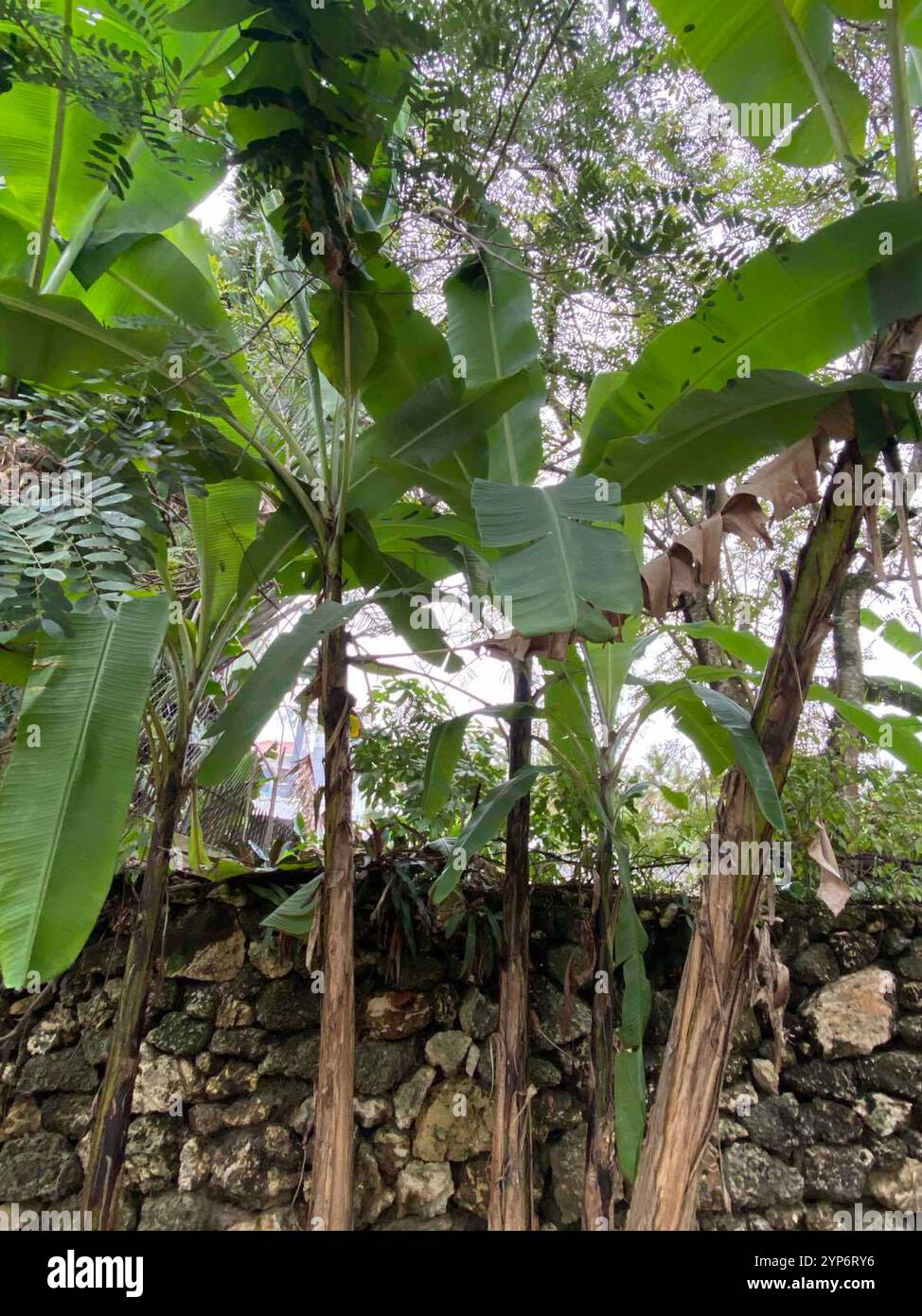 Cavendish banana (Musa acuminata Stock Photo - Alamy