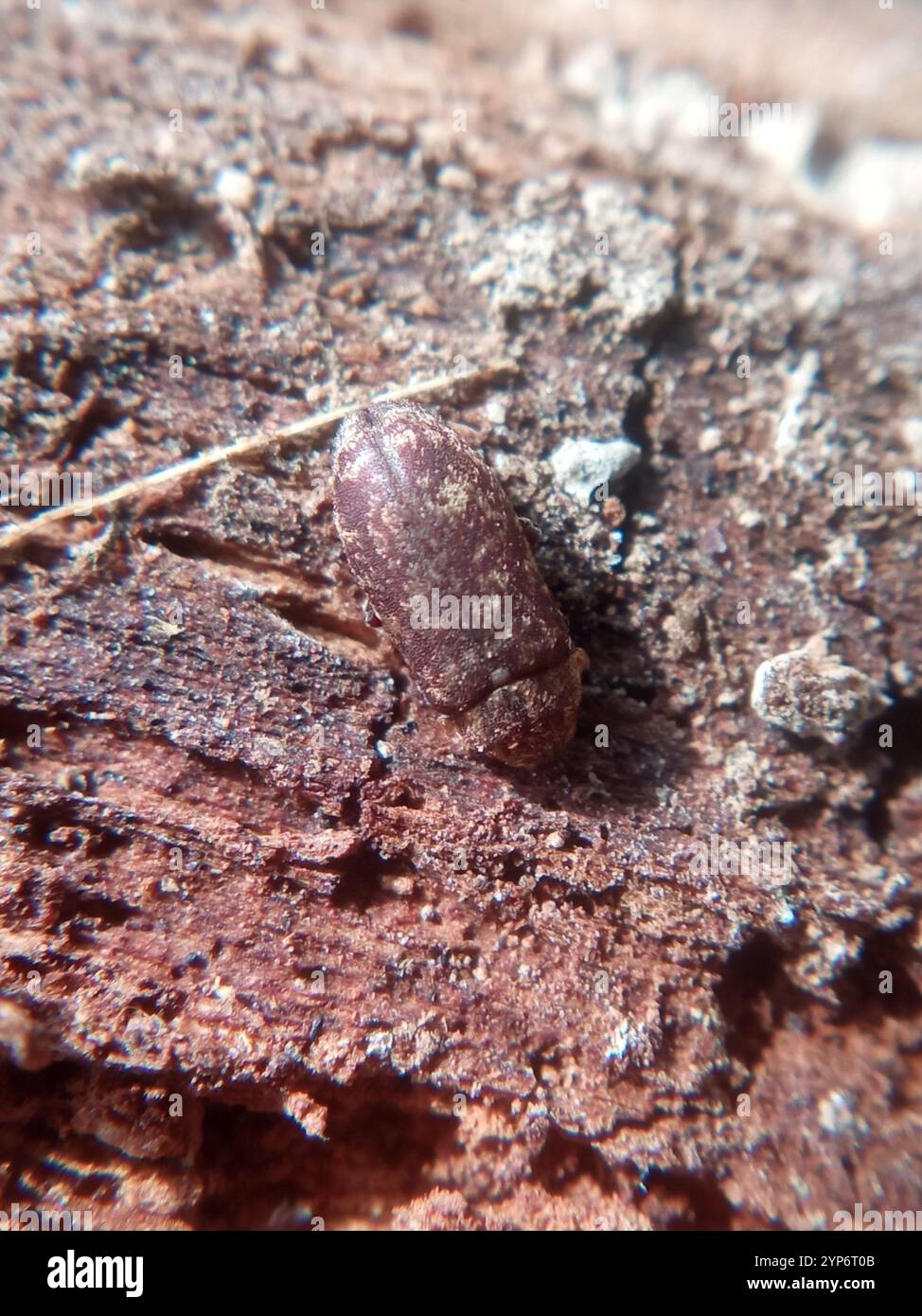 Deathwatch beetle hi-res stock photography and images - Alamy