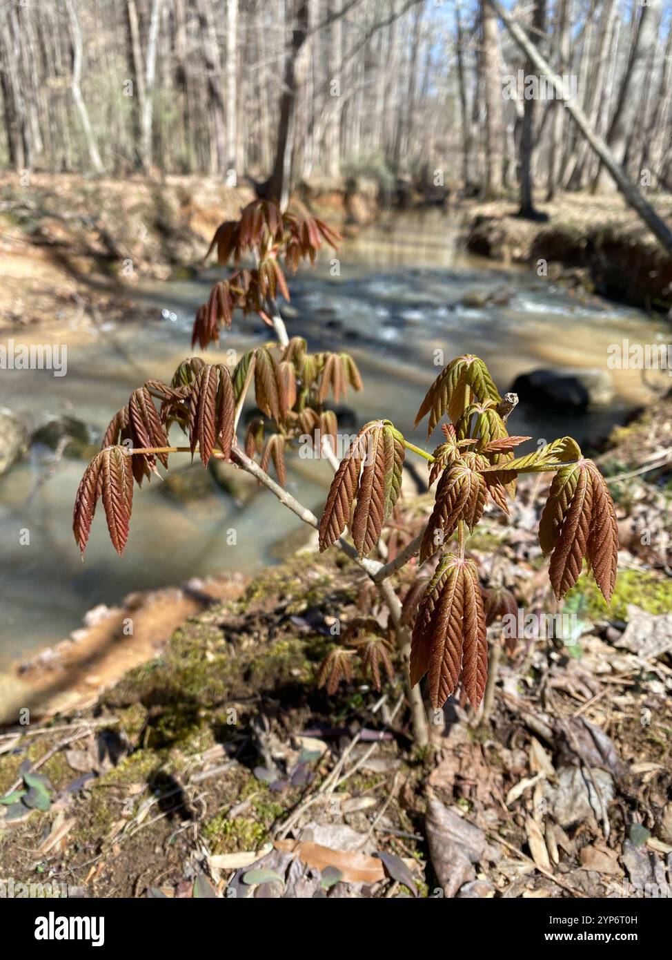 painted buckeye (Aesculus sylvatica Stock Photo - Alamy