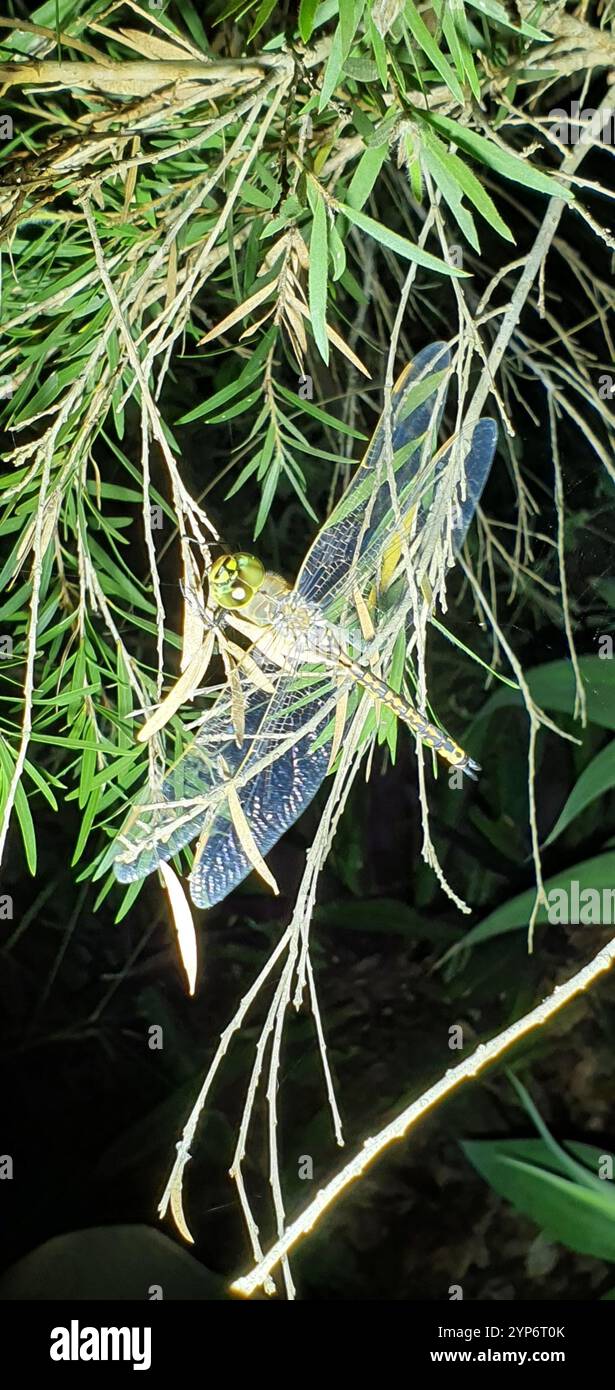 Anax papuensis hi-res stock photography and images - Alamy