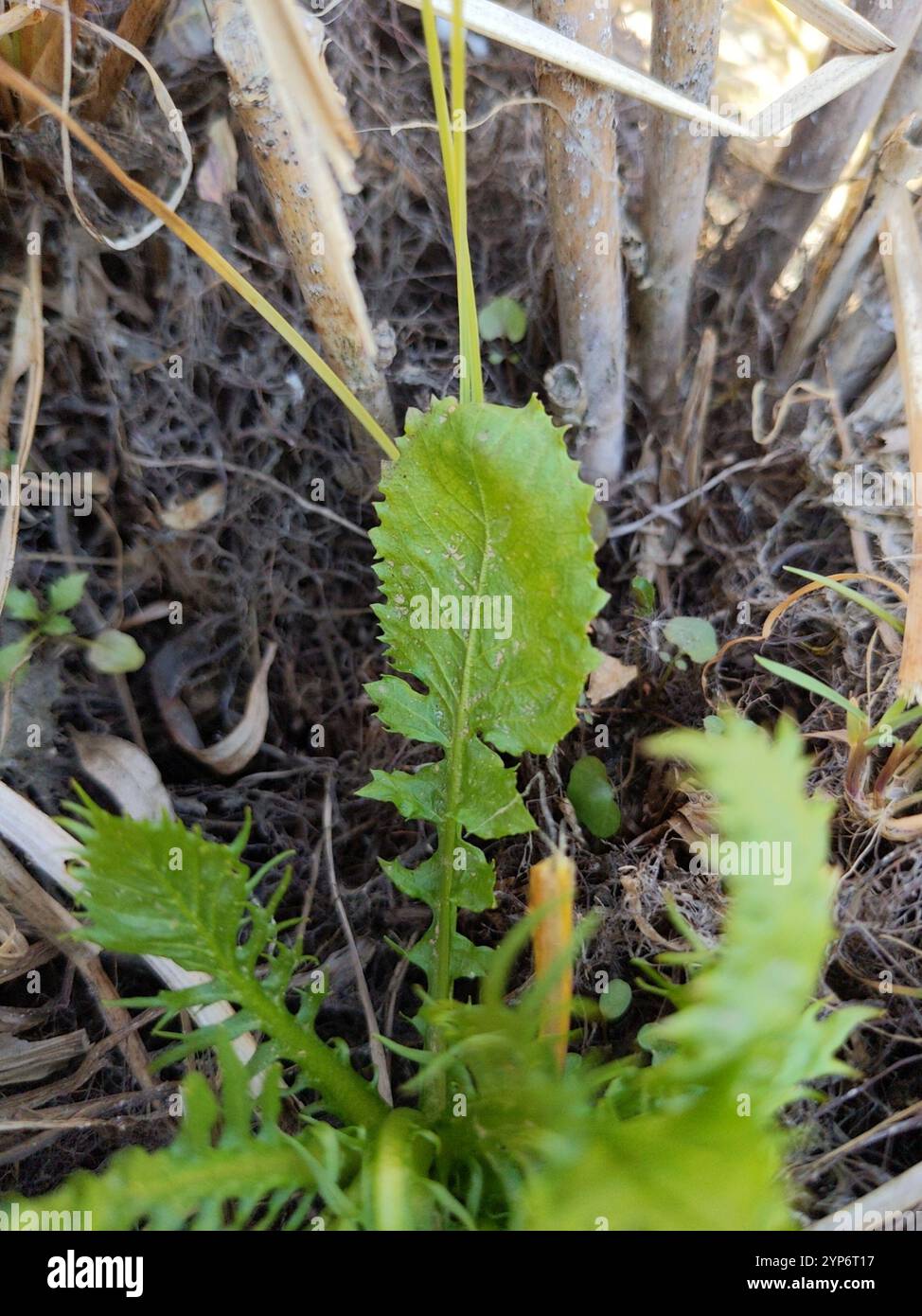 Amphibious Yellowcress (Rorippa amphibia Stock Photo - Alamy