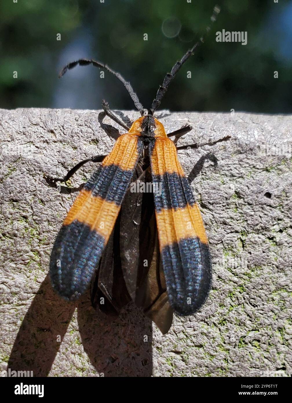 Discrepans hi-res stock photography and images - Alamy