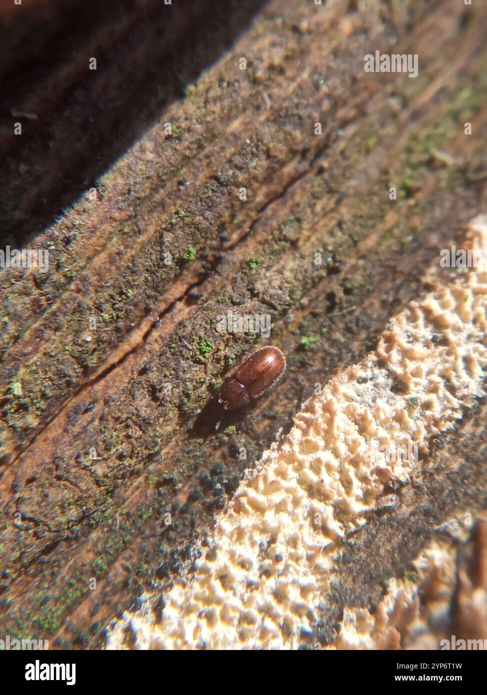 Shelf Fungus Beetles (Ciidae Stock Photo - Alamy