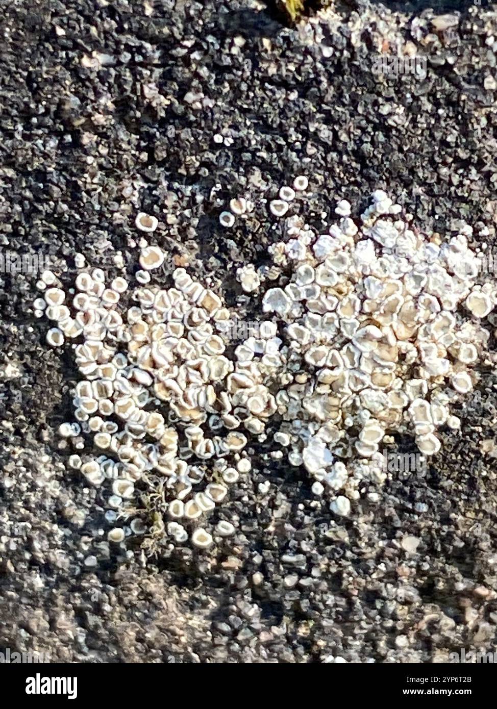 rim lichens, disc lichens, and allies (Lecanoraceae Stock Photo - Alamy