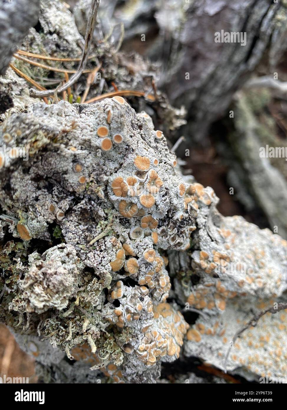 wart lichens, water lichens, and allies (Pertusariales Stock Photo - Alamy