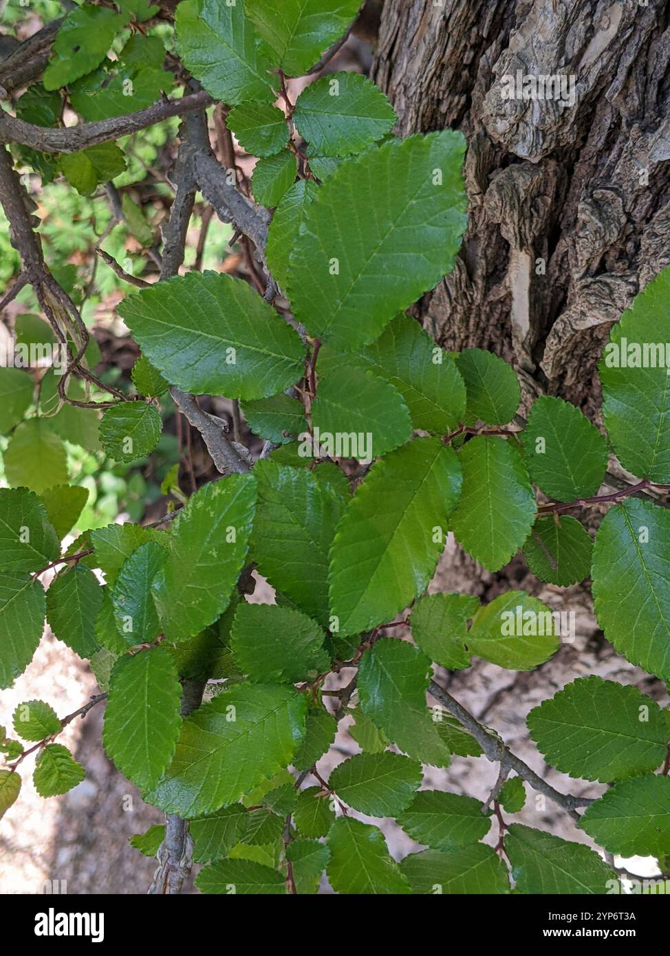 Cedar Elm (Ulmus crassifolia Stock Photo - Alamy
