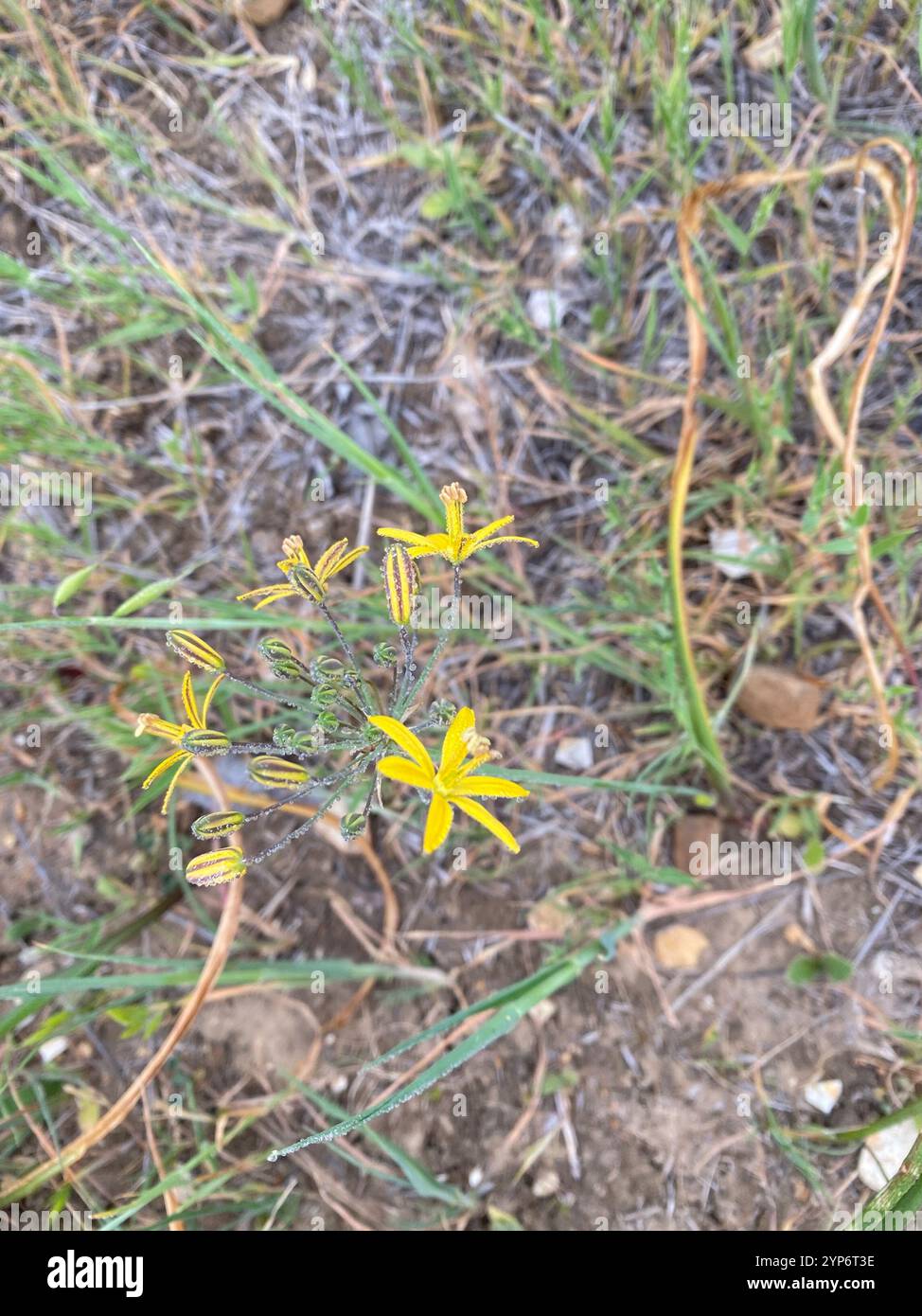 Bloomeria hi-res stock photography and images - Alamy