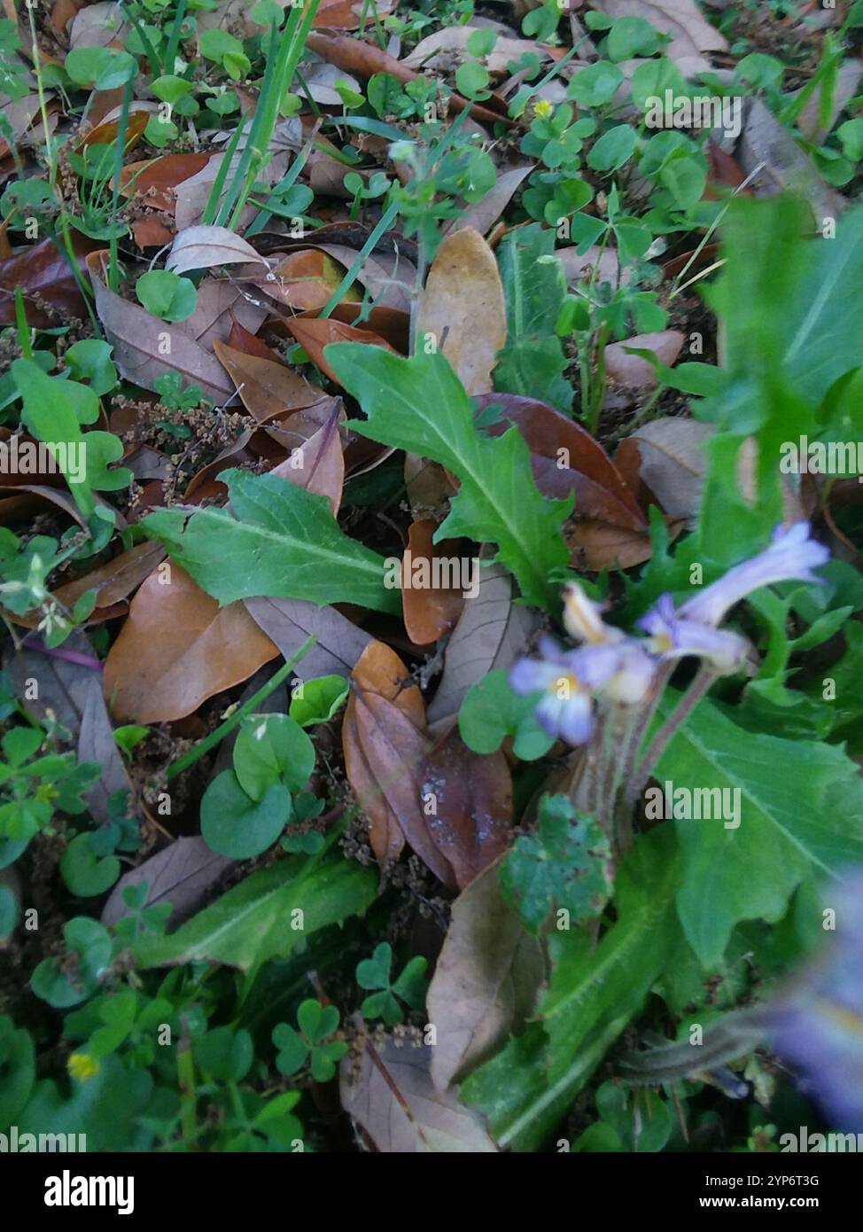 one-flowered cancer-root (Aphyllon uniflorum Stock Photo - Alamy