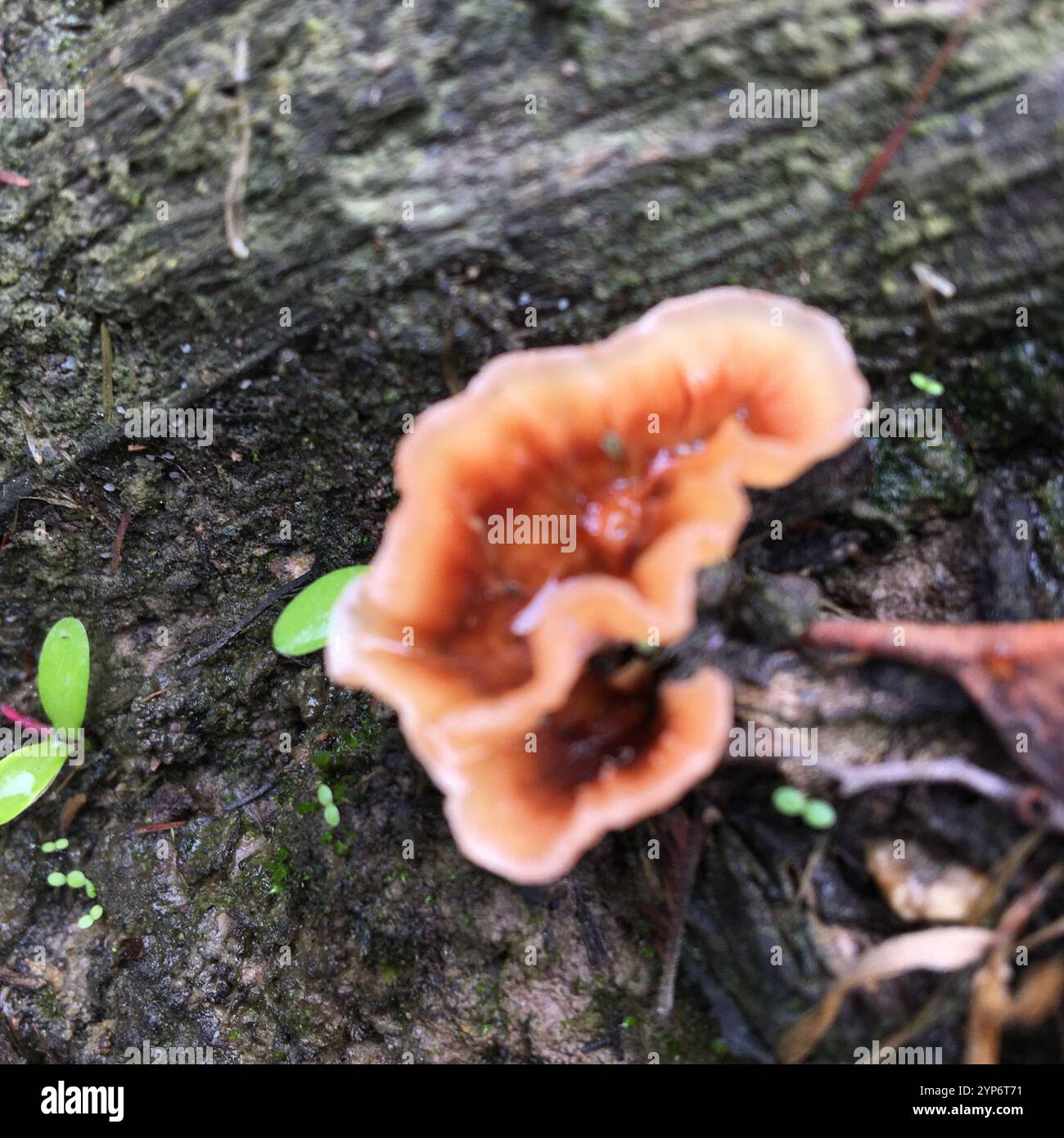 Wine Glass Fungus (Podoscypha petalodes Stock Photo - Alamy