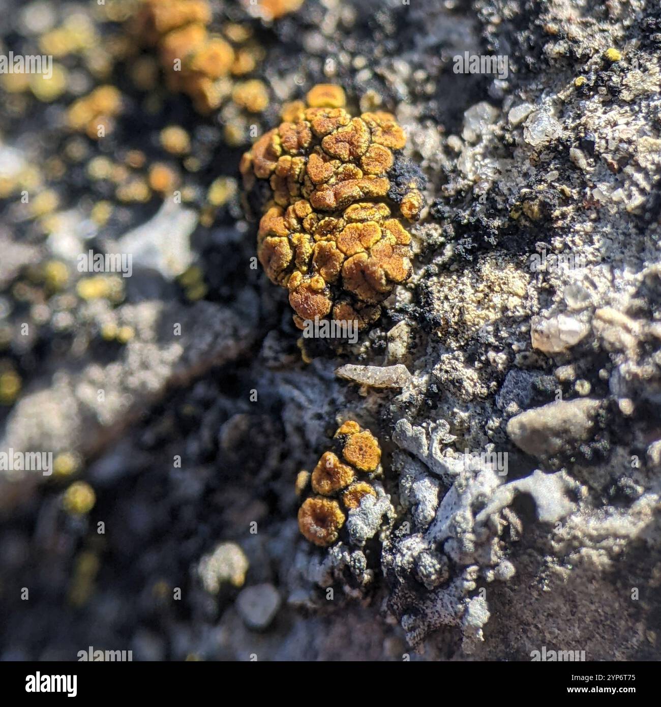 common lichens (Lecanoromycetes Stock Photo - Alamy