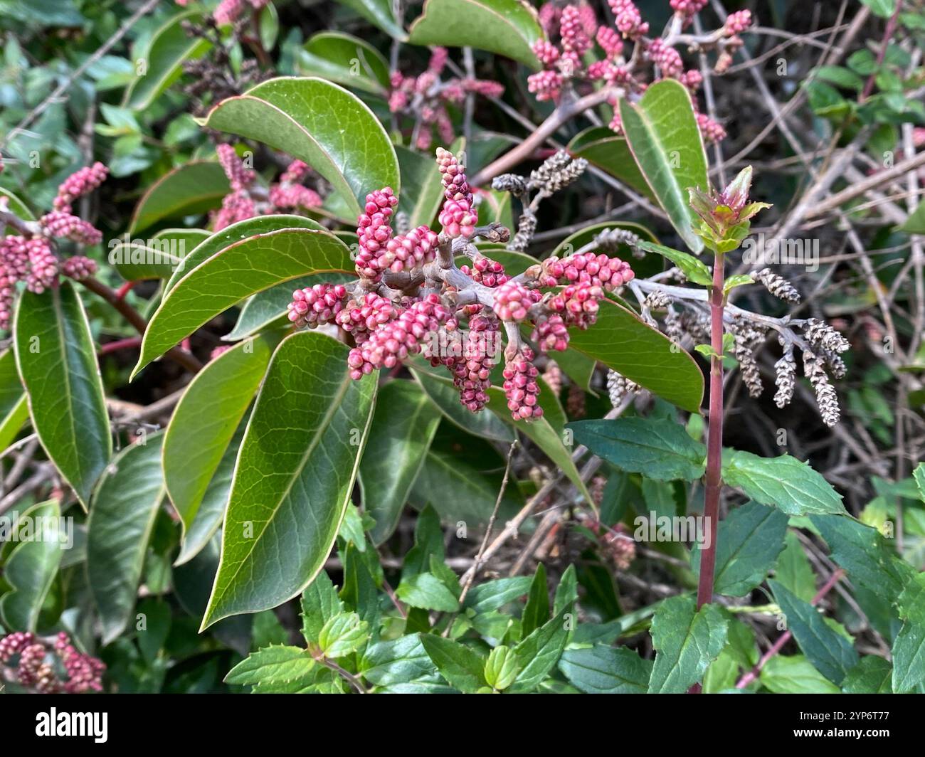 Sugar bush rhus ovata hi-res stock photography and images - Alamy