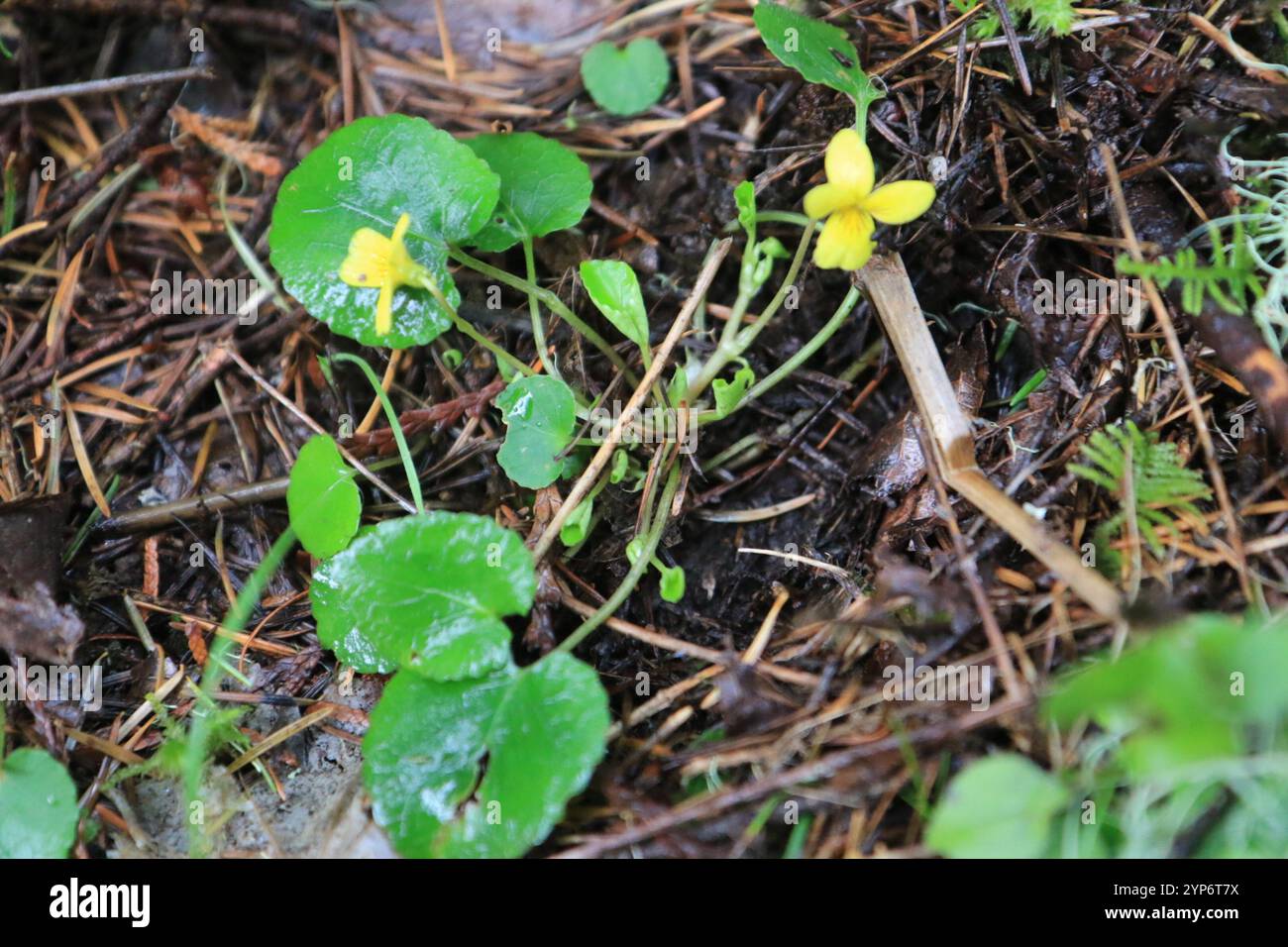 Redwood Violet (Viola sempervirens Stock Photo - Alamy