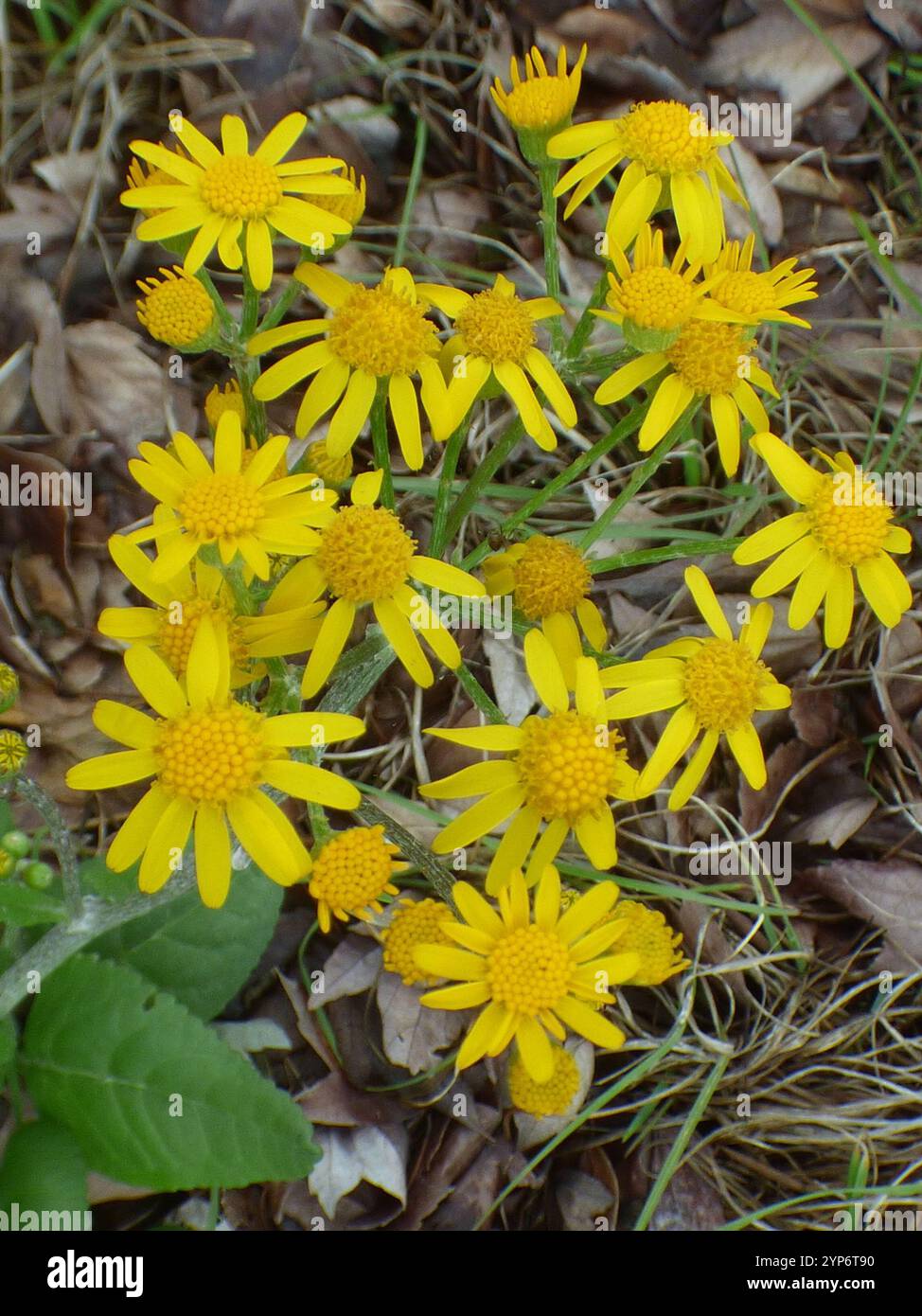 woolly ragwort (Packera dubia Stock Photo - Alamy