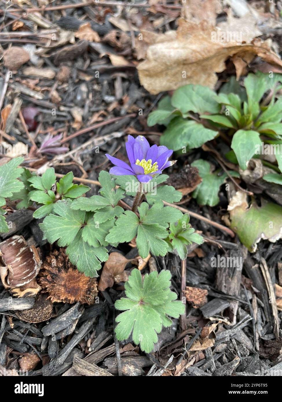 Greek Anemone (Anemonoides blanda Stock Photo - Alamy