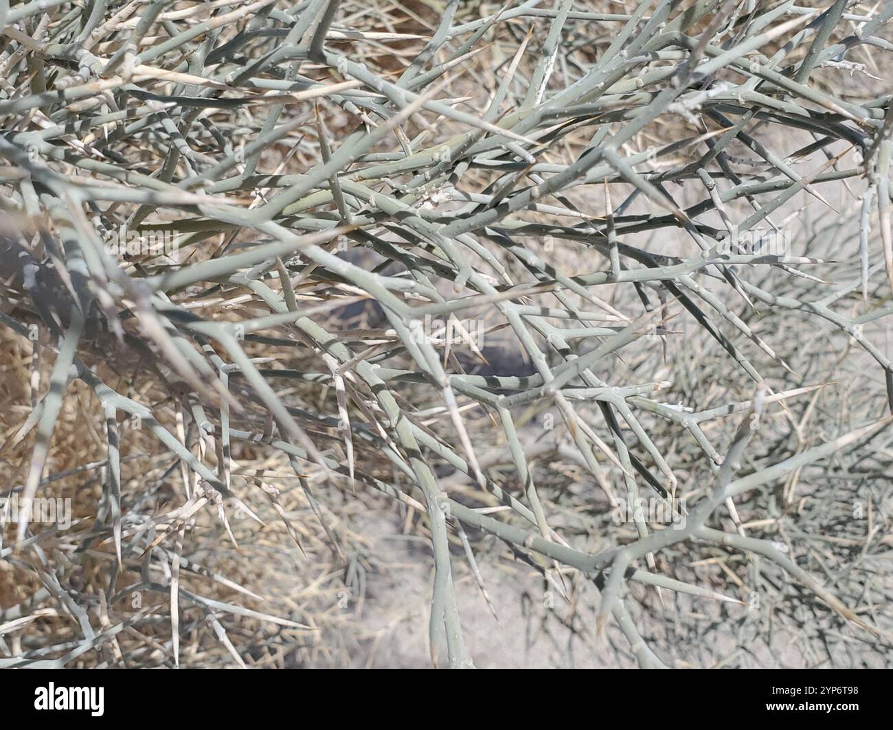 Smoke Tree (Psorothamnus spinosus Stock Photo - Alamy