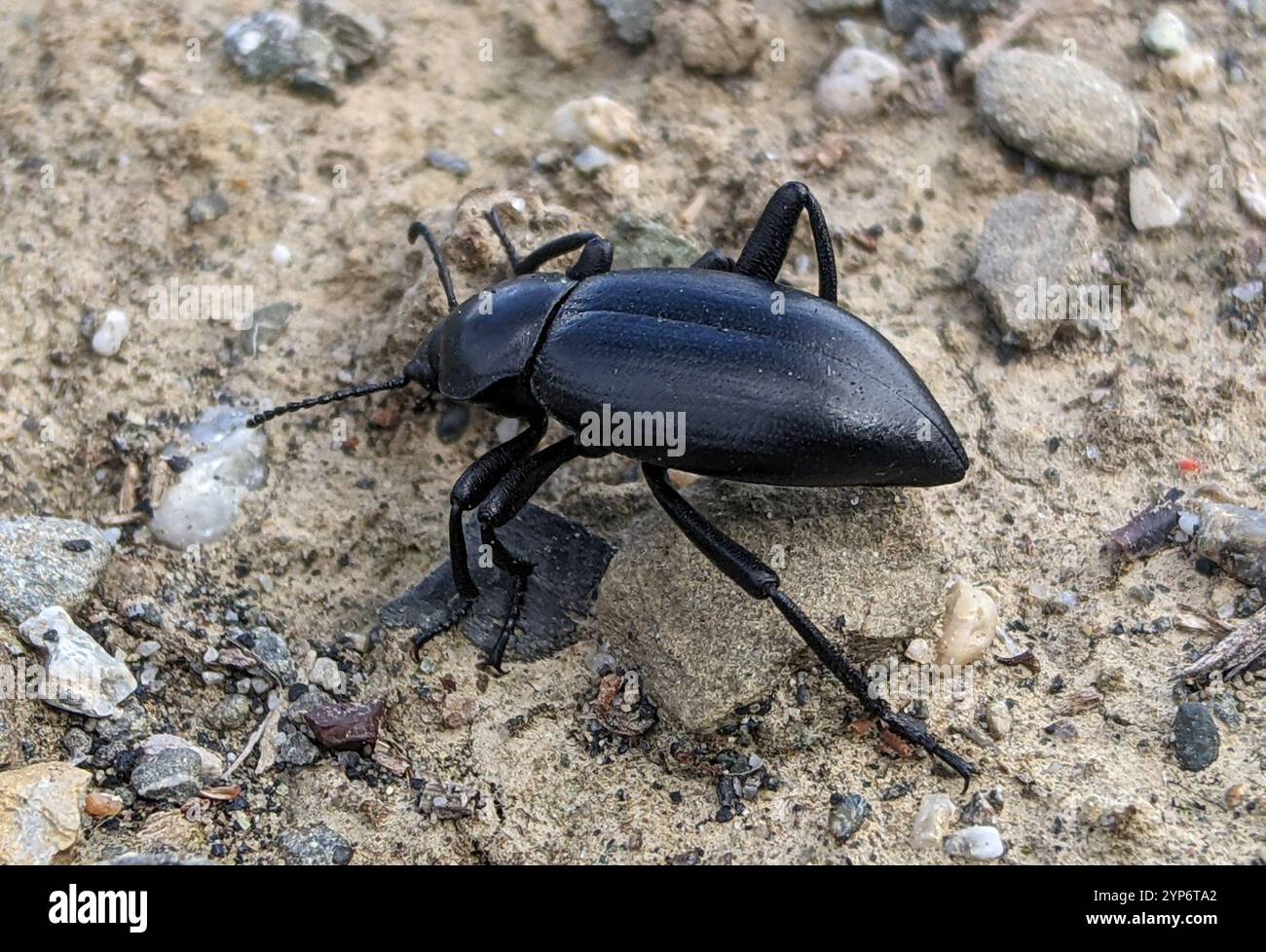 Desert Stink Beetles (Eleodes Stock Photo - Alamy