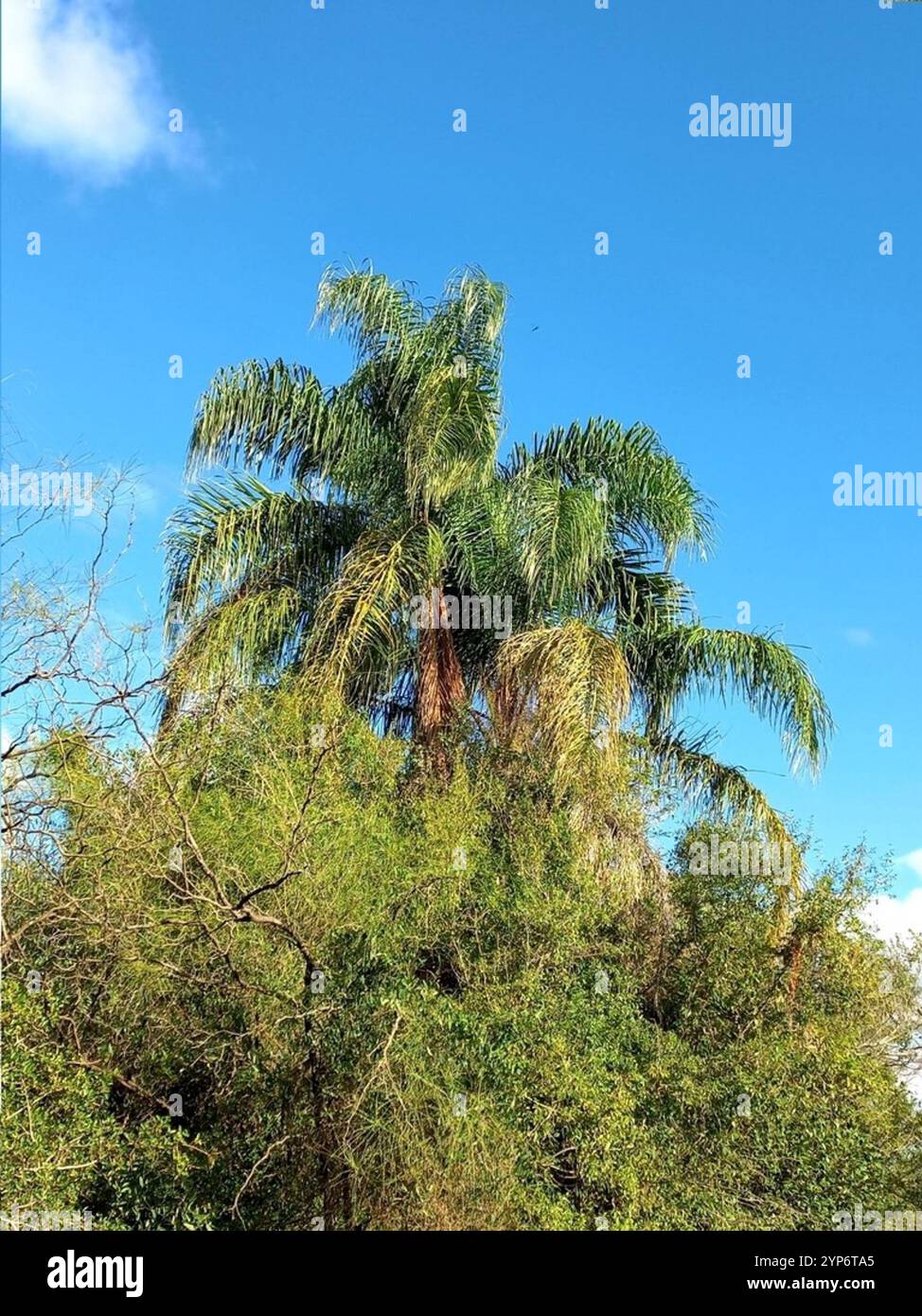 Queen palm (Syagrus romanzoffiana Stock Photo - Alamy