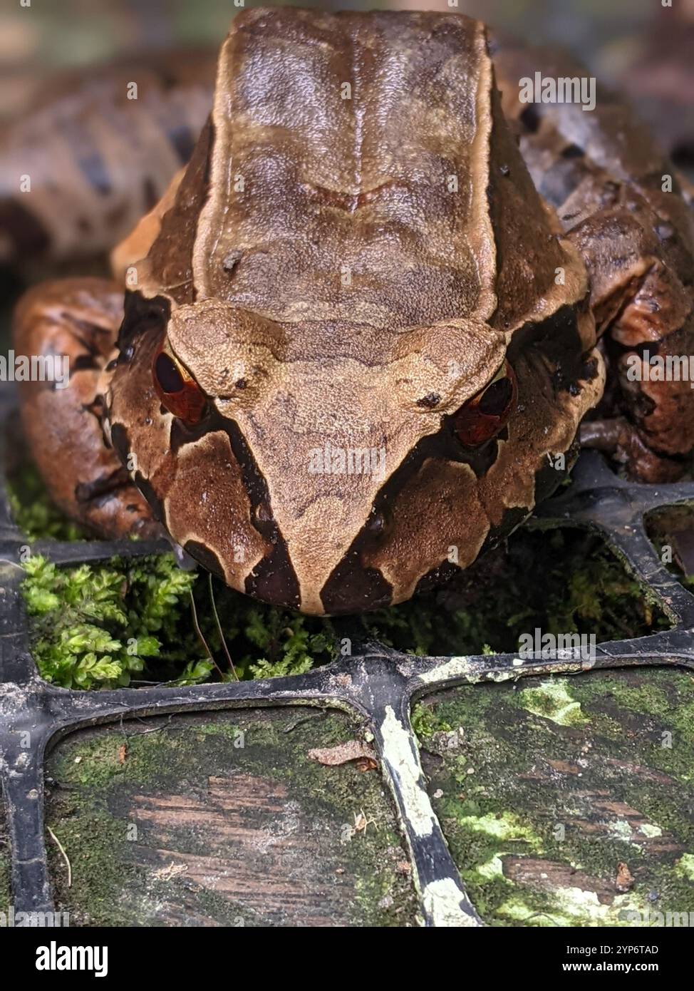Smoky Jungle Frog (Leptodactylus pentadactylus Stock Photo - Alamy
