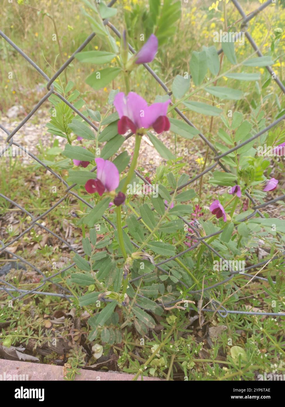 Common Vetch (Vicia sativa Stock Photo - Alamy