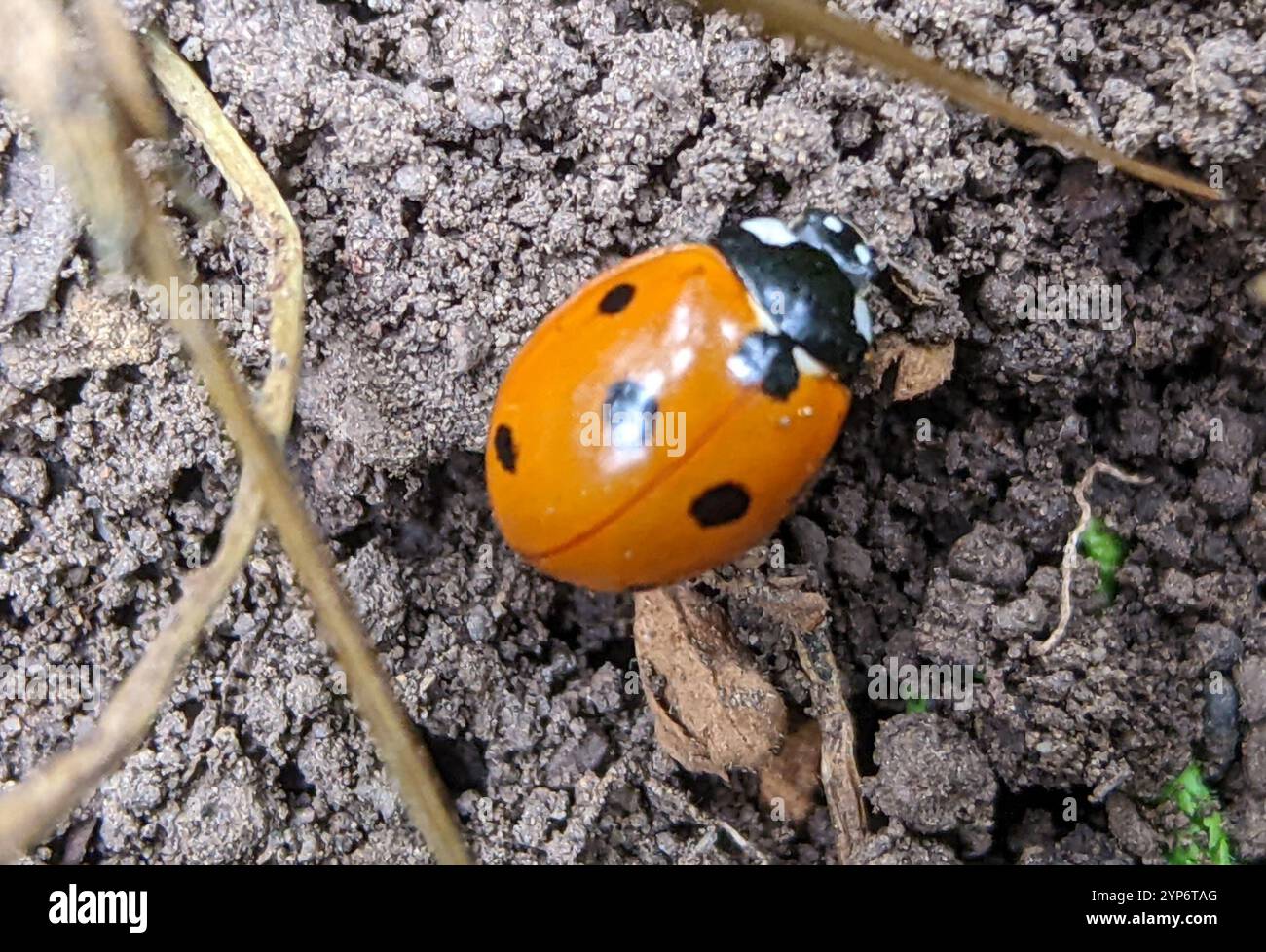 Seven-spotted Lady Beetle (Coccinella septempunctata Stock Photo - Alamy
