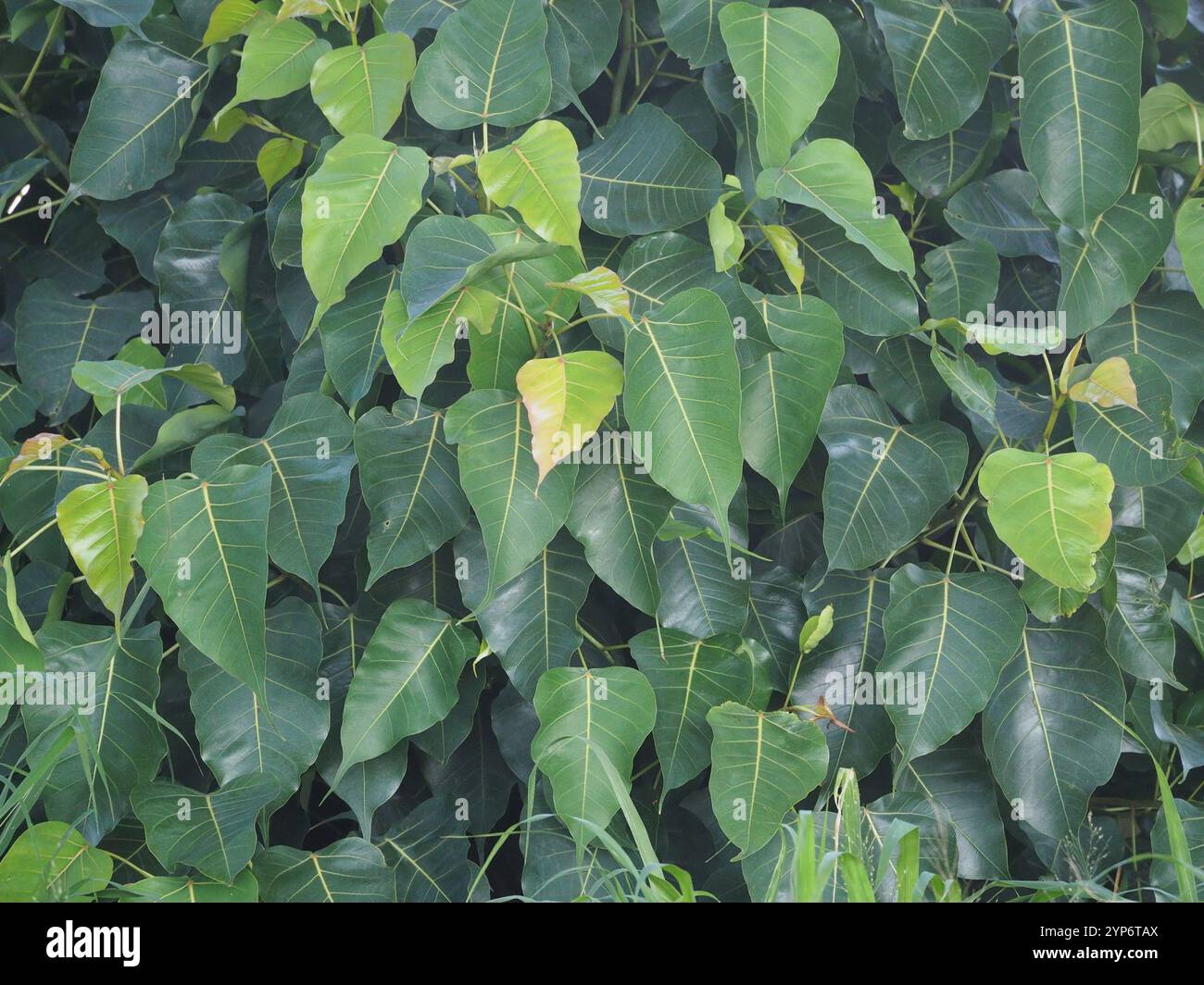 Sacred fig (Ficus religiosa Stock Photo - Alamy