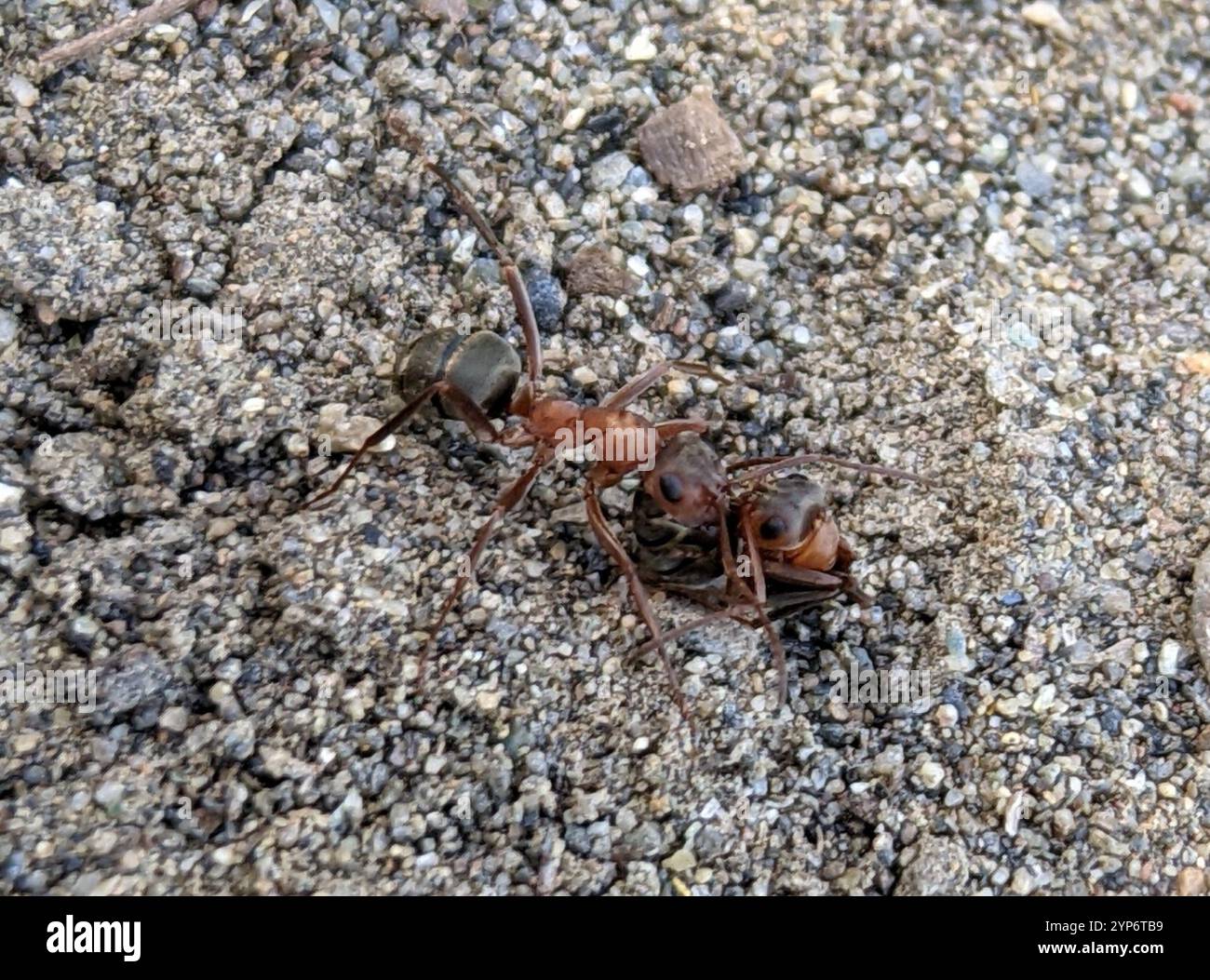 fusca-group Field Ants and Allies (Formica fusca Stock Photo - Alamy