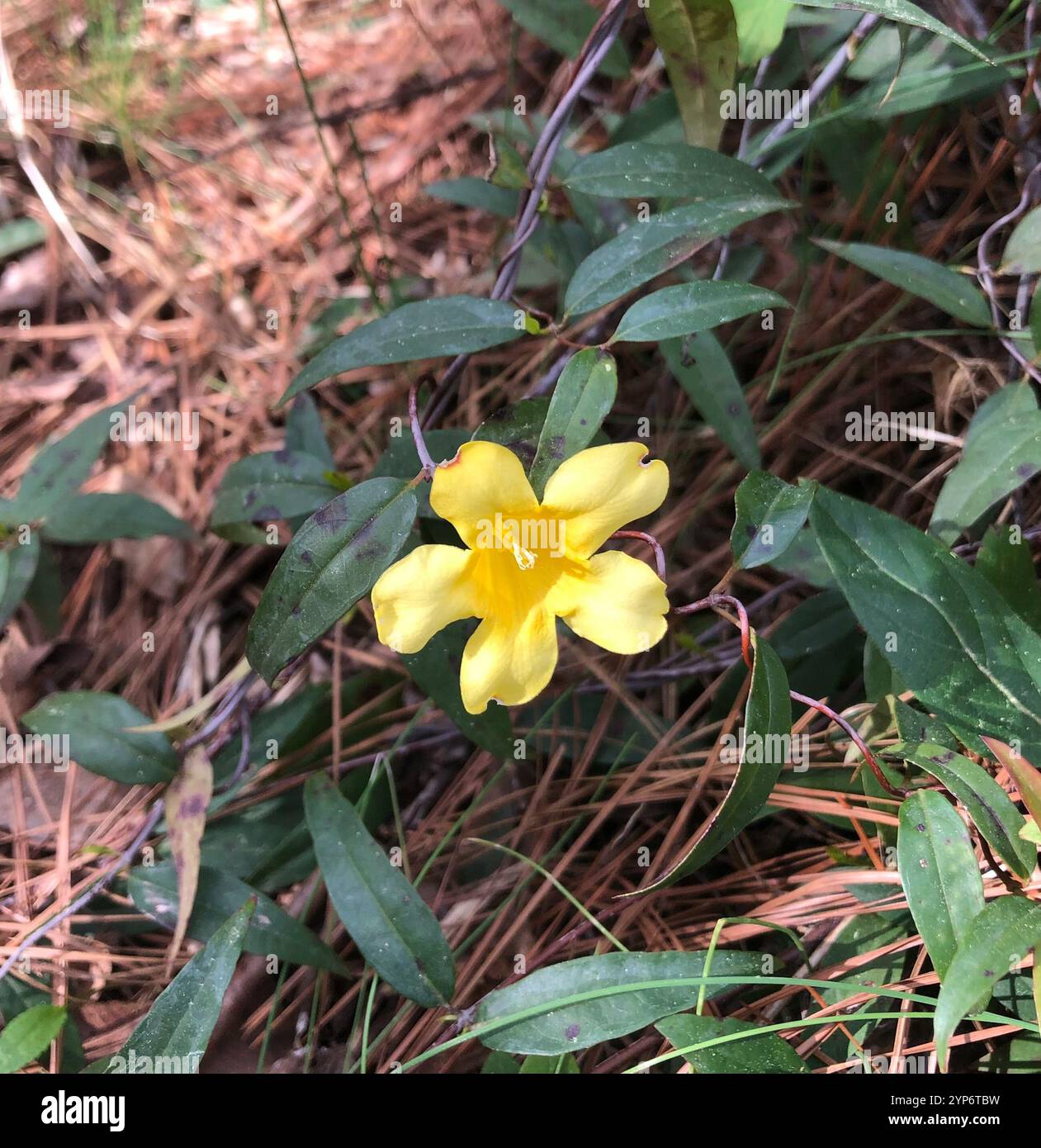 yellow jessamine (Gelsemium sempervirens Stock Photo - Alamy