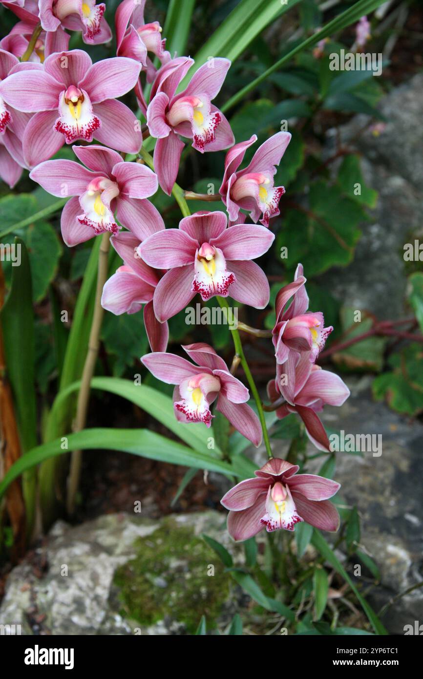 Orchid, Cymbidium 'Gaddon Loch' "Vieux", Orchidaceae. UK Stock Photo ...