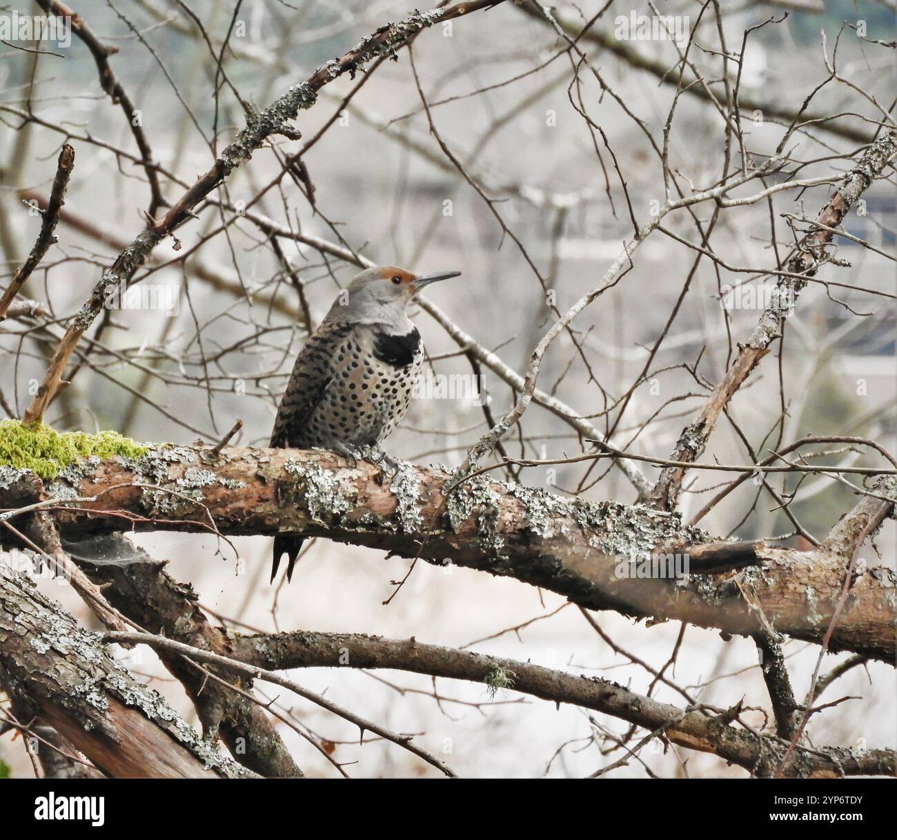 Northern Flicker (Colaptes auratus Stock Photo - Alamy