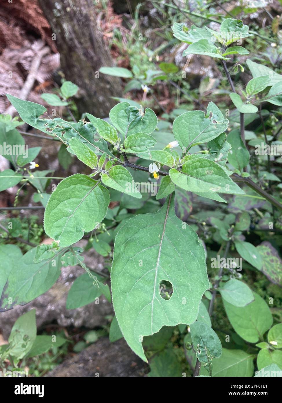 black nightshade (Solanum nigrum Stock Photo - Alamy
