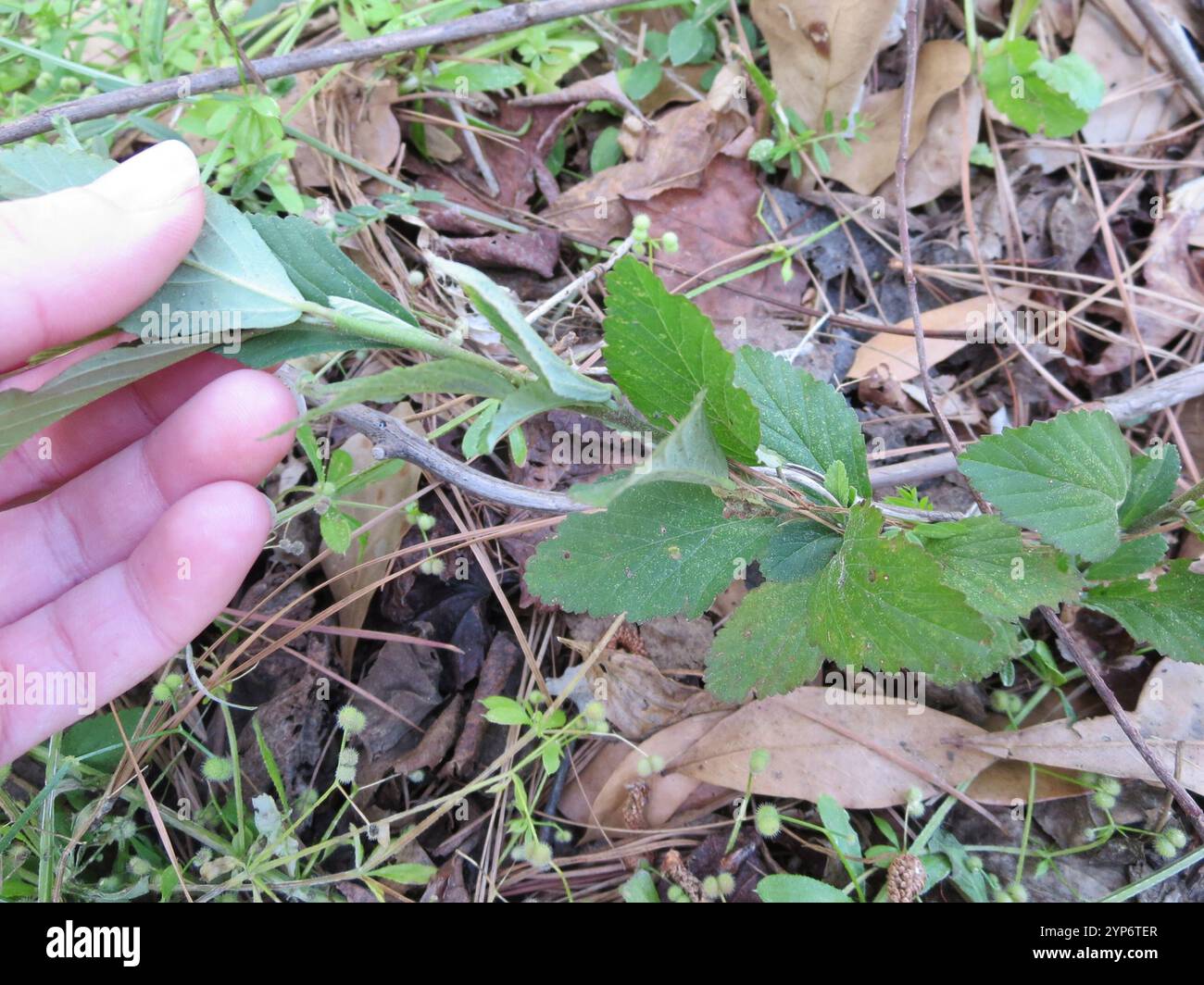 Cuban jute (Sida rhombifolia Stock Photo - Alamy