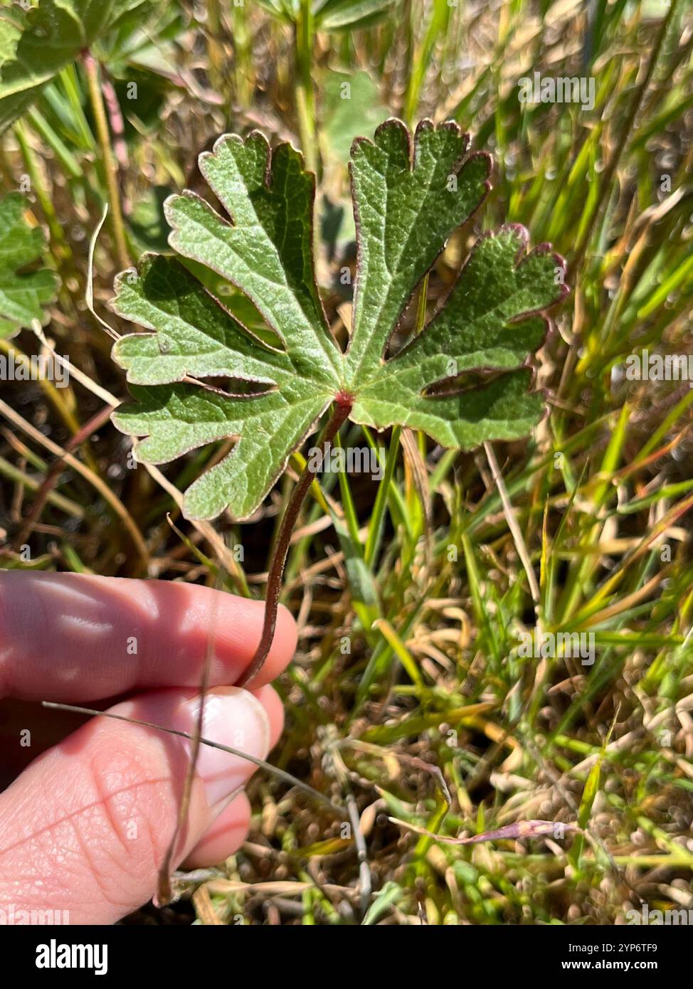 checkerbloom (Sidalcea malviflora Stock Photo - Alamy