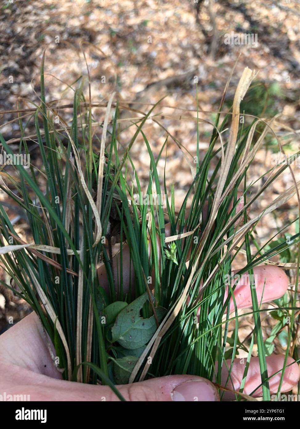 Florida Sedge (Carex floridana Stock Photo - Alamy