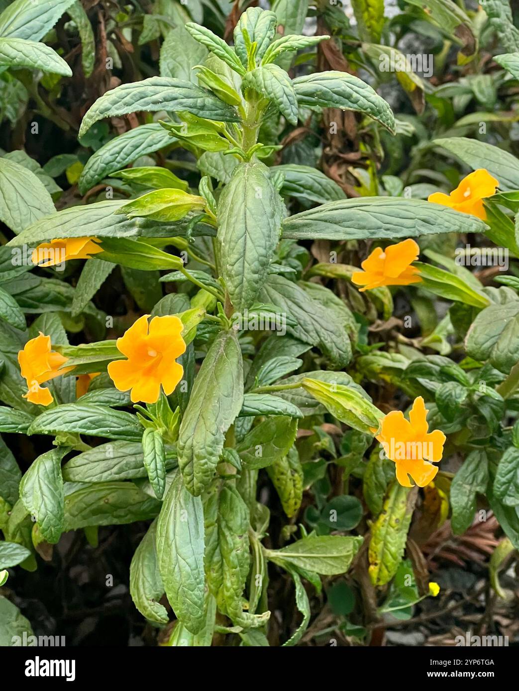 orange bush monkeyflower (Diplacus aurantiacus Stock Photo - Alamy