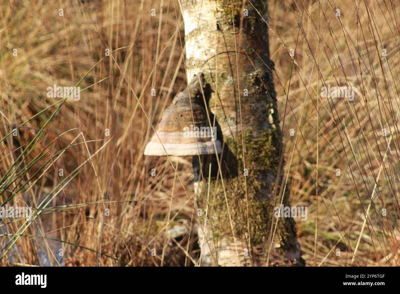 Hoof Fungus (Fomes fomentarius Stock Photo - Alamy