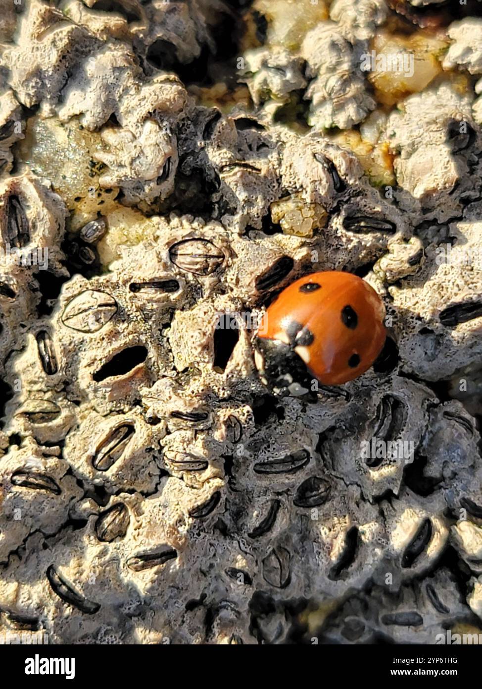 Seven-spotted Lady Beetle (Coccinella septempunctata Stock Photo - Alamy