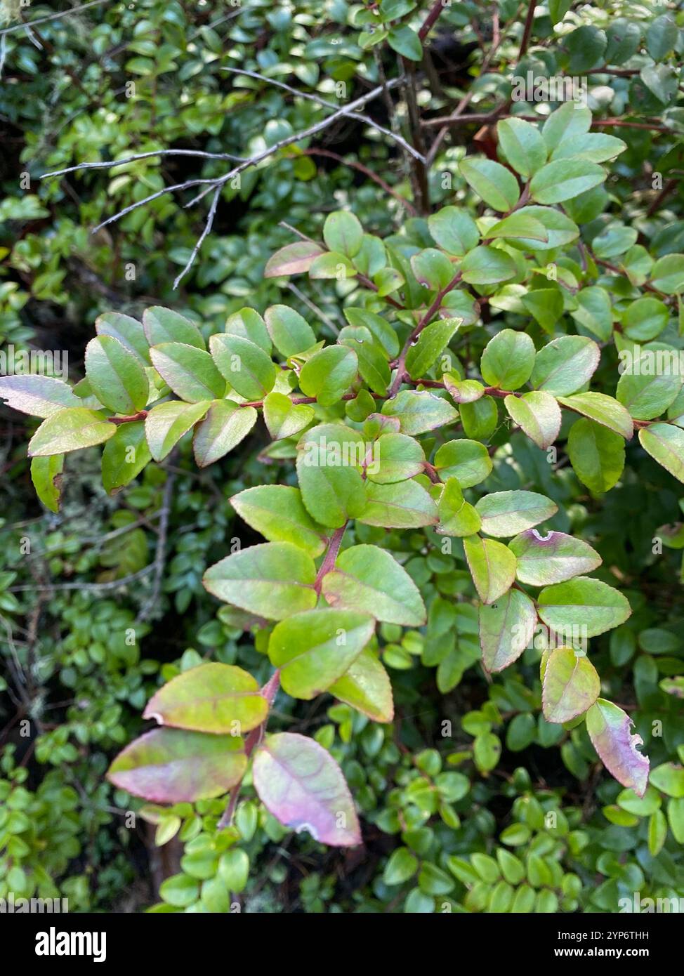 Evergreen Huckleberry (Vaccinium ovatum Stock Photo - Alamy