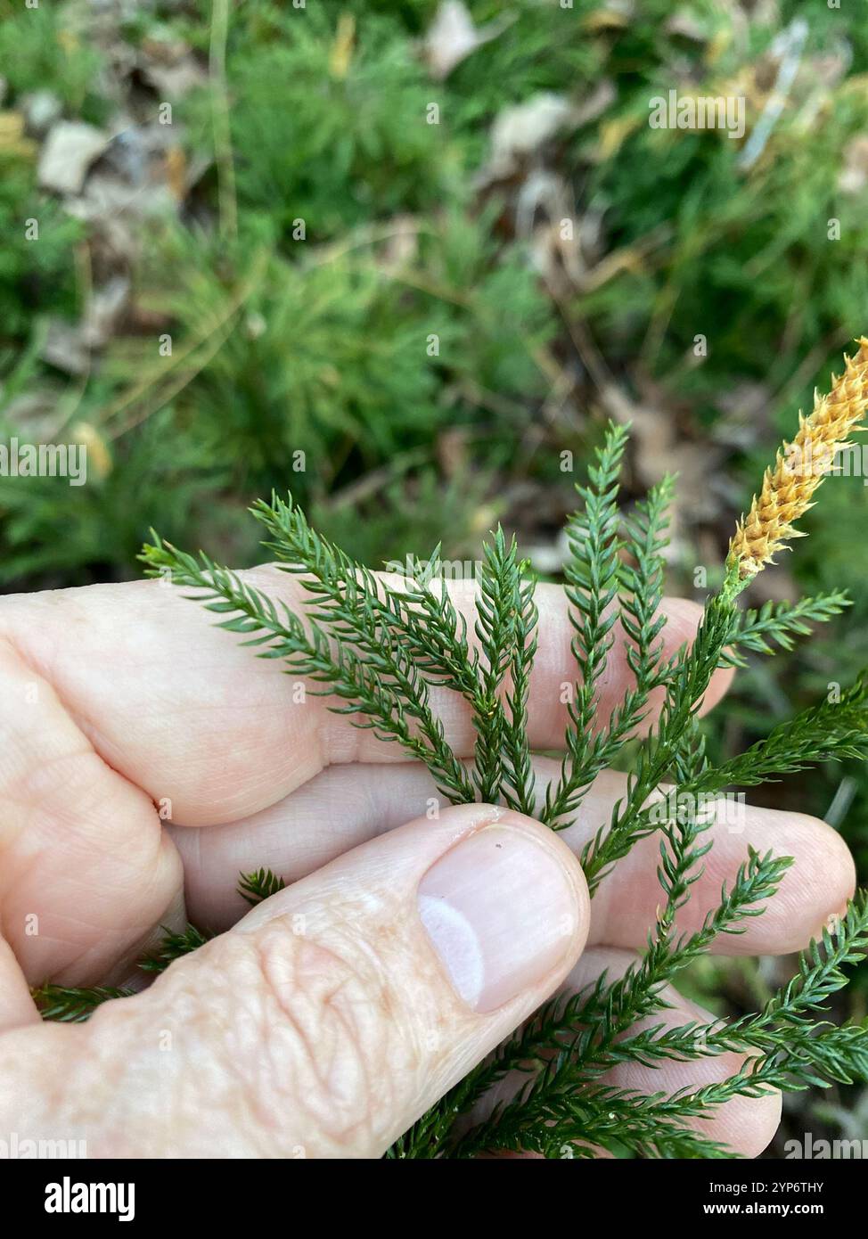 flat-branched tree-clubmoss (Dendrolycopodium obscurum Stock Photo - Alamy