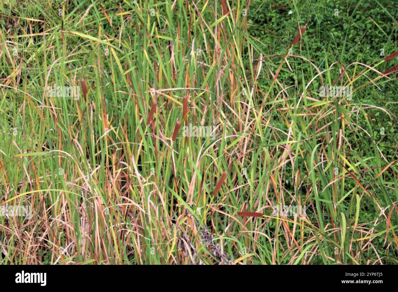 Cape Bulrush (Typha capensis Stock Photo - Alamy