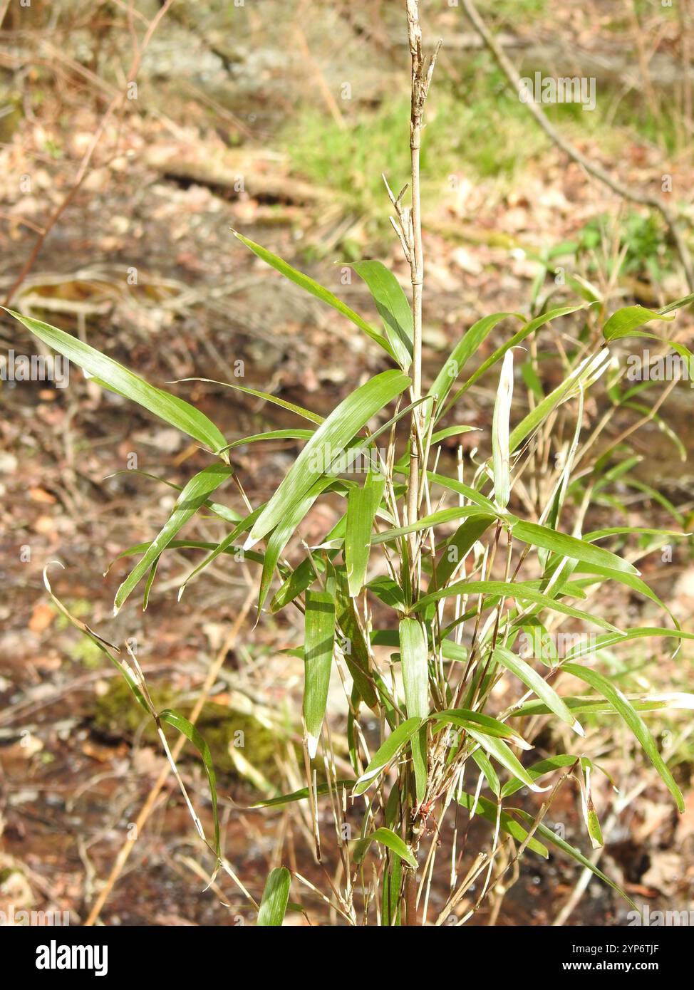 river cane (Arundinaria gigantea Stock Photo - Alamy